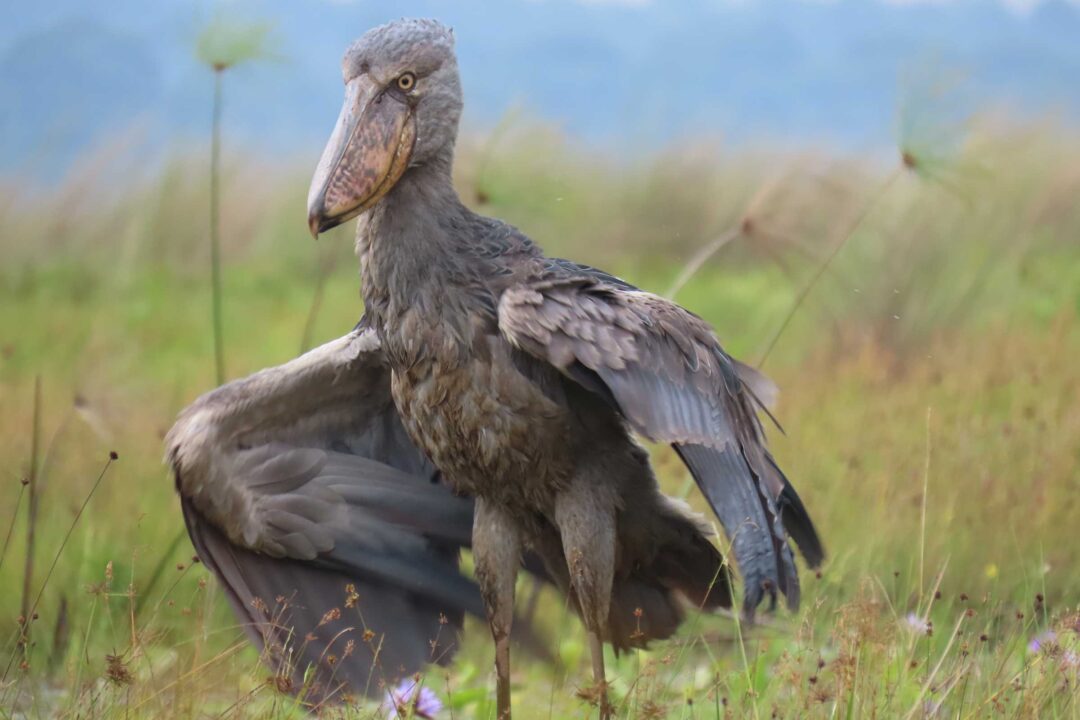 Mabamba Swamp and Wetland